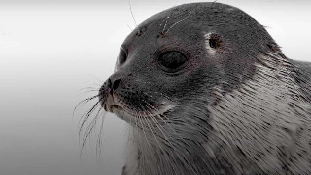 Tag: Ringed seal - Alaska Watchman